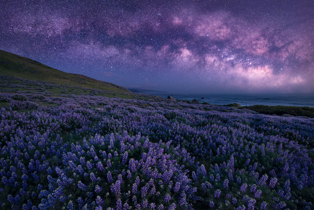Midnight Bloom | Night Skies | Marlon Holden Fine Art
