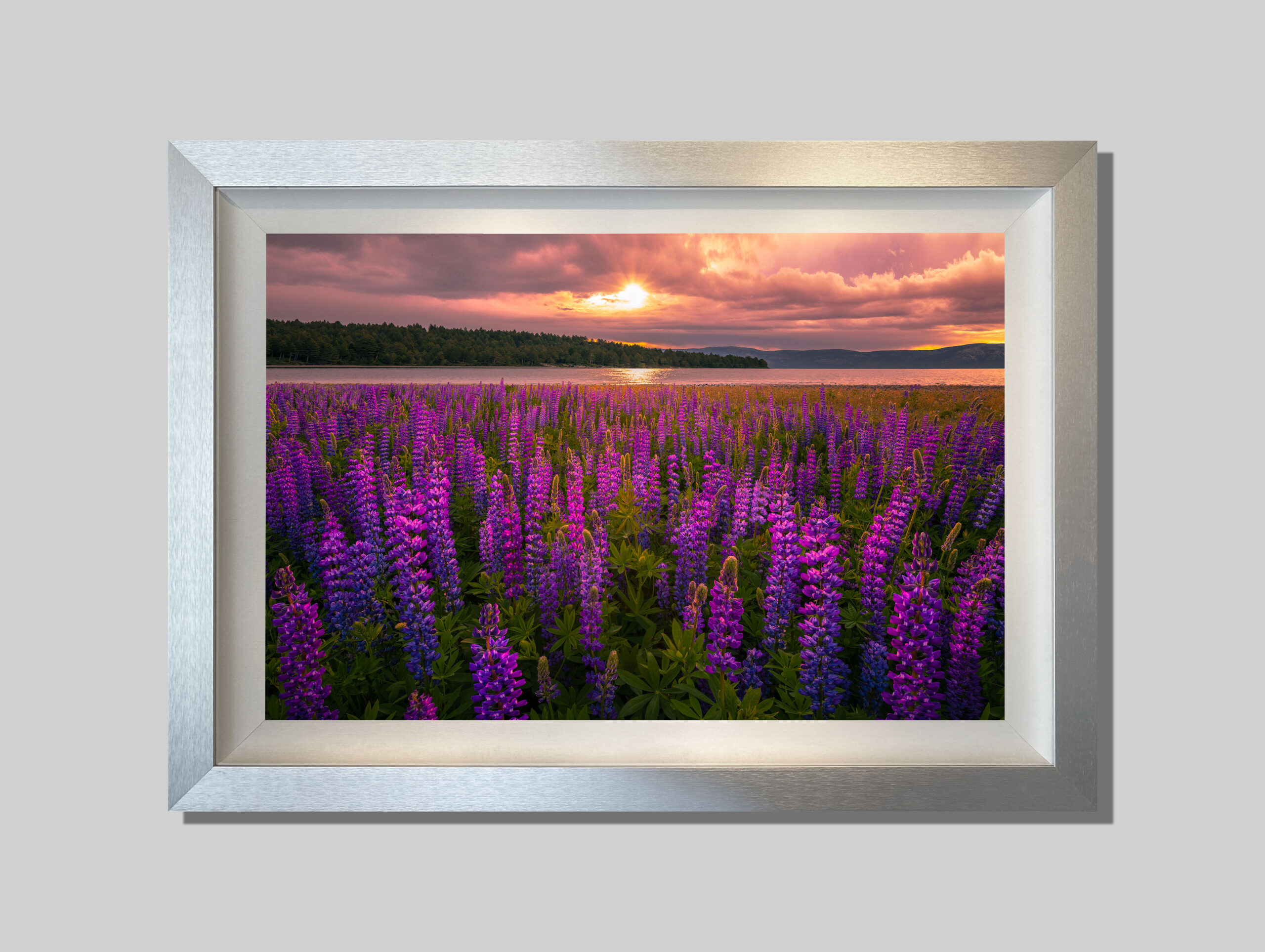 Angelic Dawn | Fields & Flowers | Marlon Holden Fine Art
