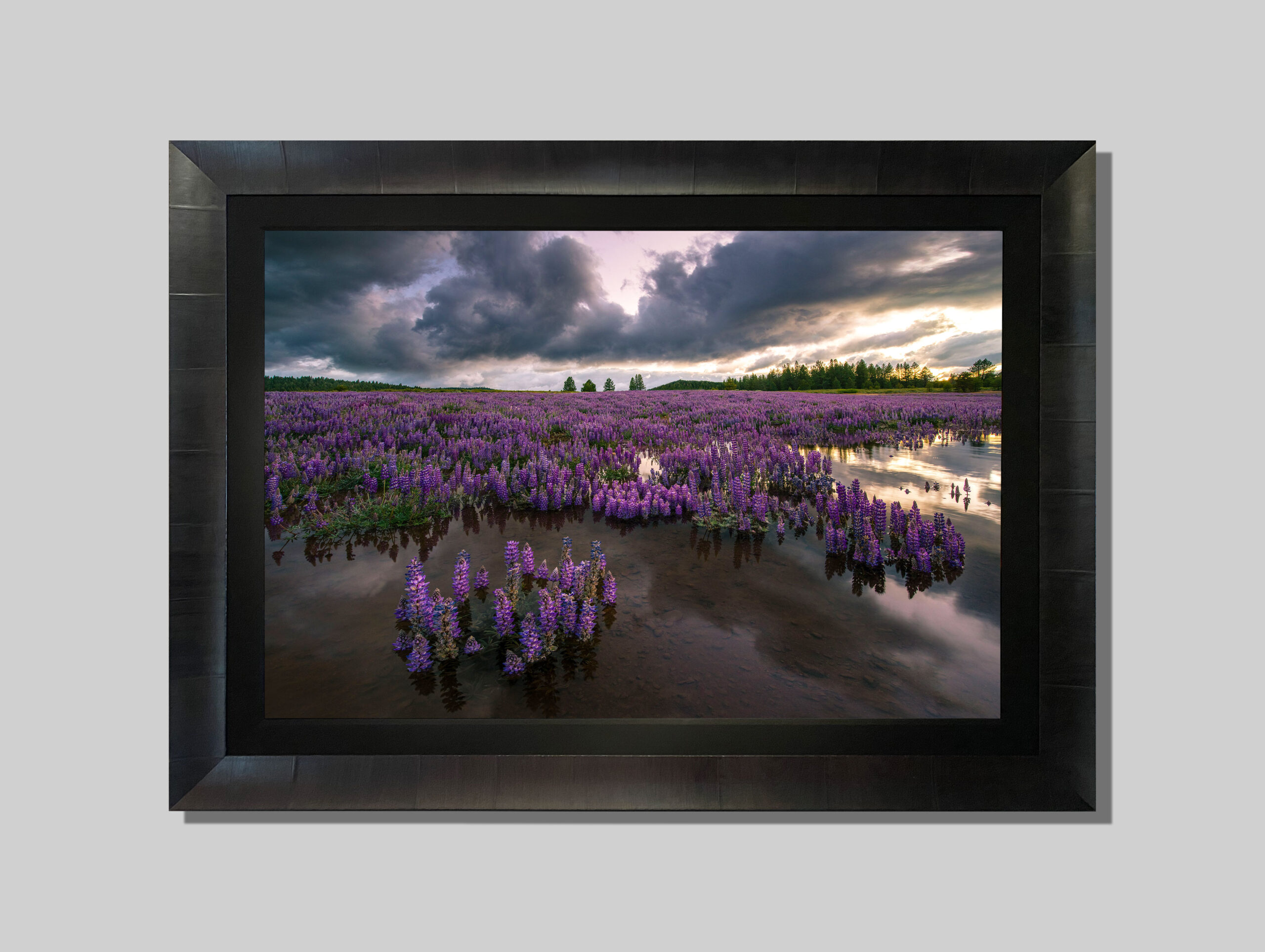 Floating Bloom Fields Flowers Marlon Holden Fine Art