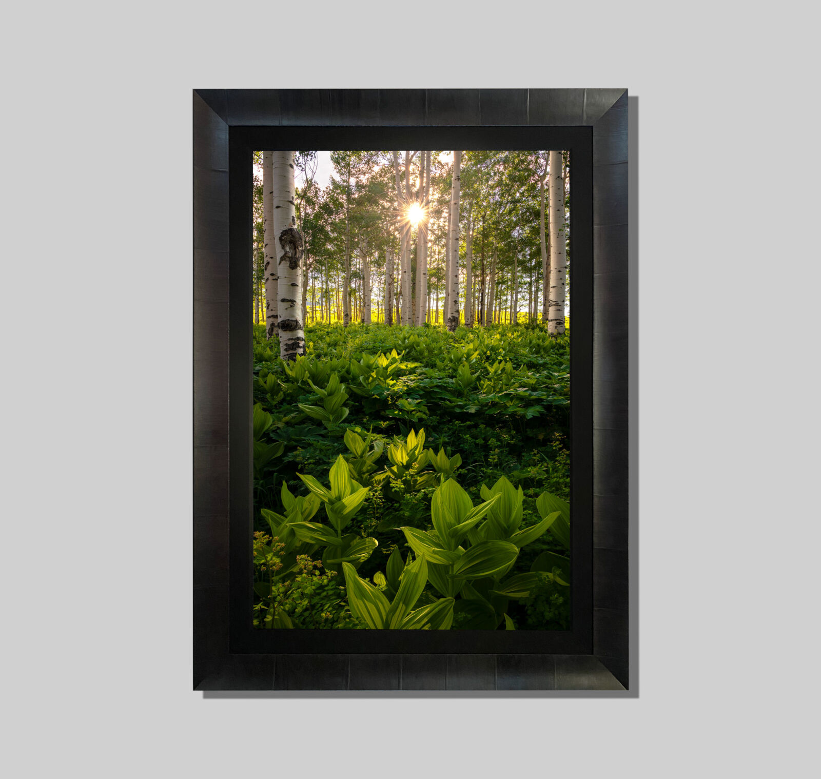 Lit Within | Forests & Trees | Marlon Holden Fine Art